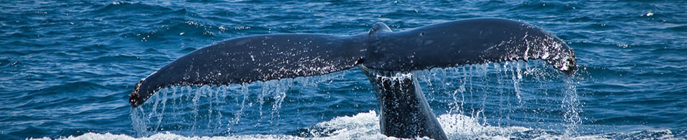 Whale Watching New Zealand | Trips & Tours